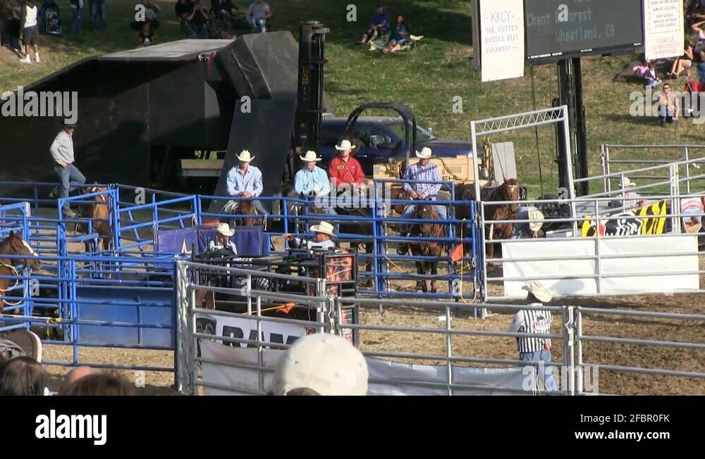rodeo, calf roping Stock Video Footage - Alamy