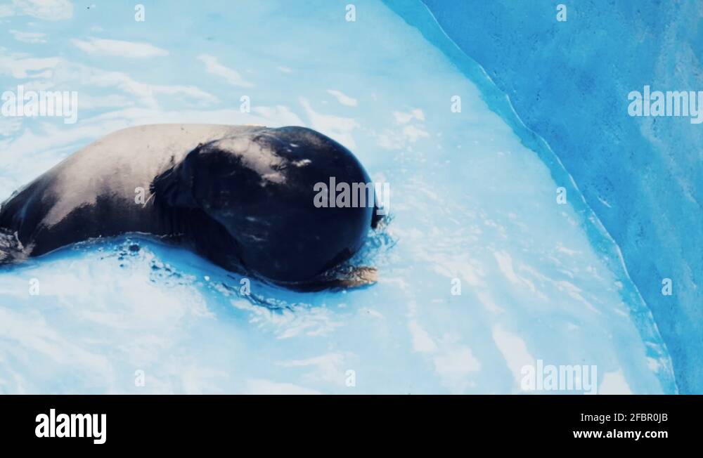 Fish seal Stock Videos & Footage - HD and 4K Video Clips - Alamy
