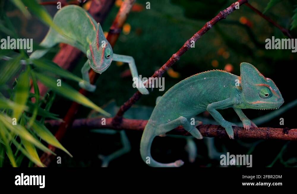 Two chameleons on branch Stock Videos & Footage - HD and 4K Video Clips ...