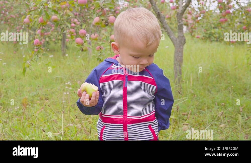 Adorable little preschool kid boy eating red apple on organic farm ...