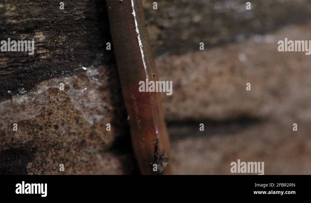 Log worm Stock Videos & Footage - HD and 4K Video Clips - Alamy