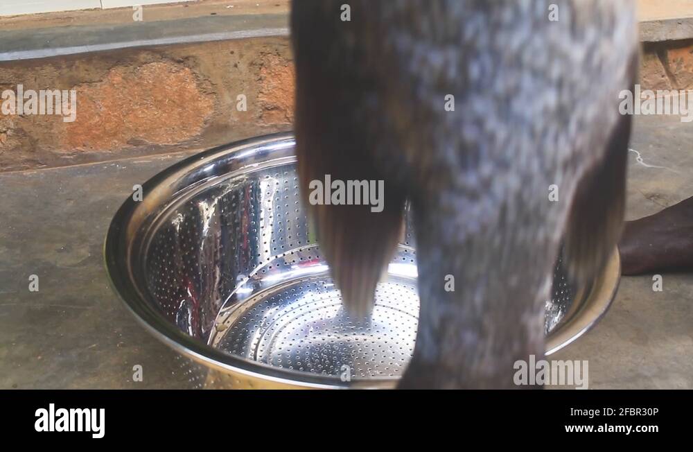 Nile perch fish Stock Videos & Footage - HD and 4K Video Clips - Alamy