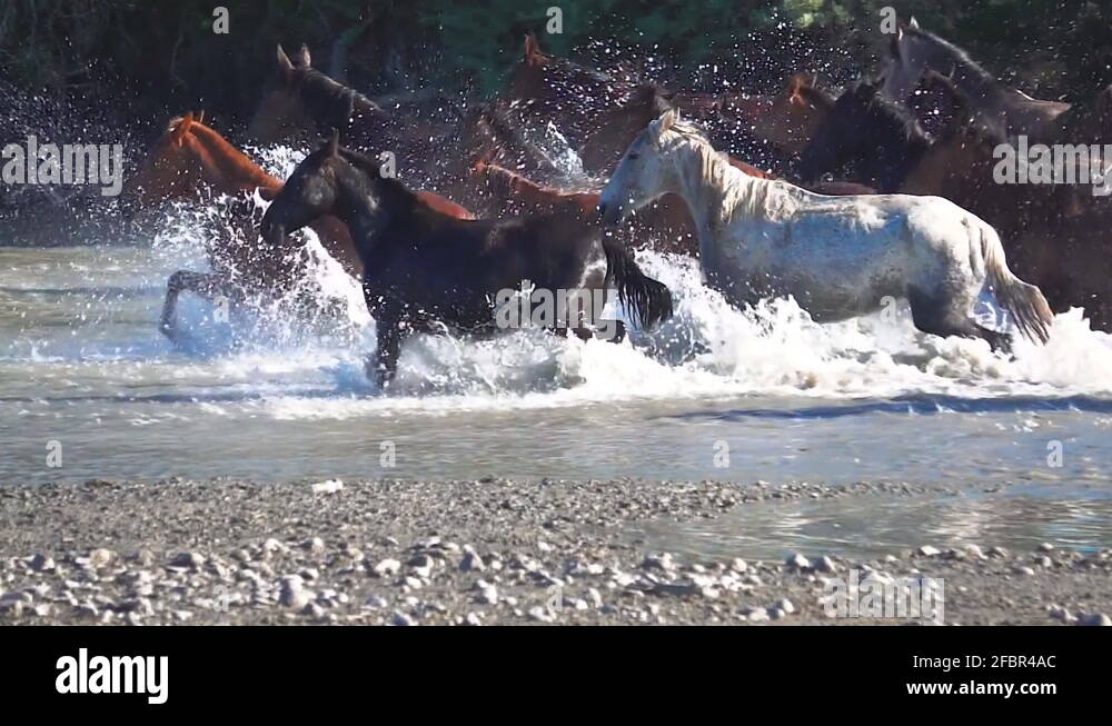 Horses slow motion galloping Stock Videos & Footage - HD and 4K Video ...