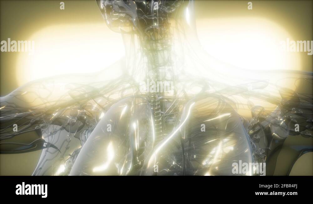 X-Ray Image Of Human Body Stock Video Footage - Alamy