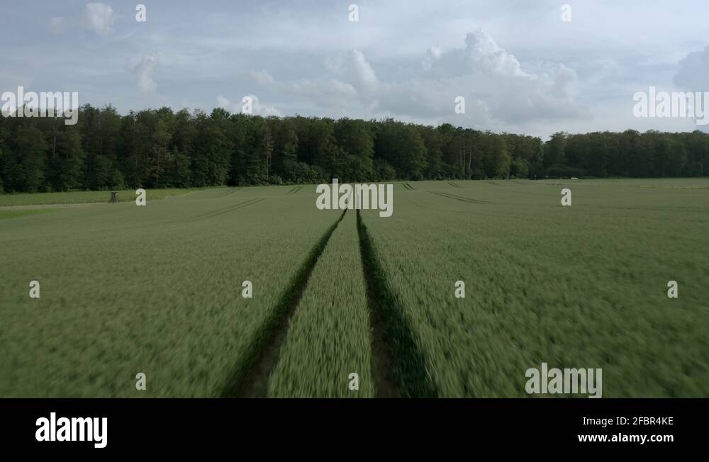 Wild boar tracks Stock Videos & Footage - HD and 4K Video Clips - Alamy