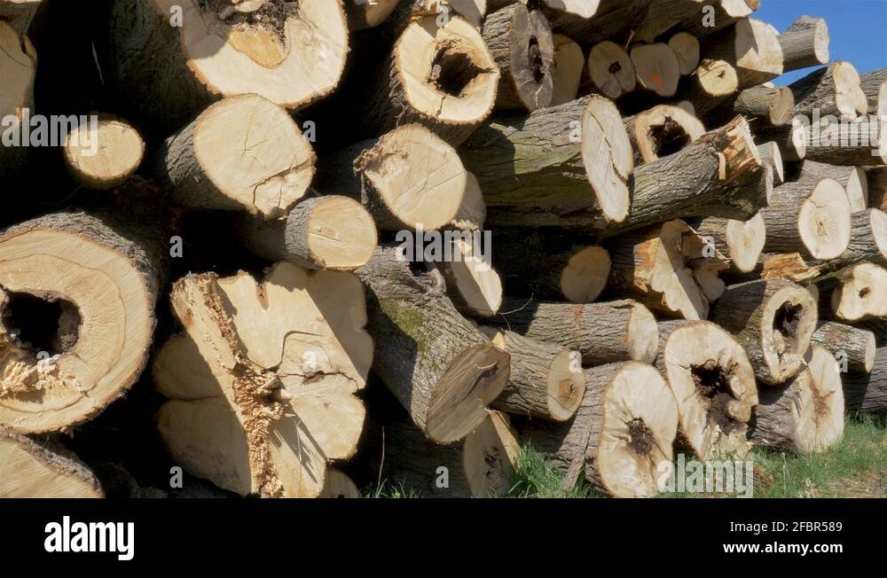 Log logs logging Stock Videos & Footage - HD and 4K Video Clips - Alamy
