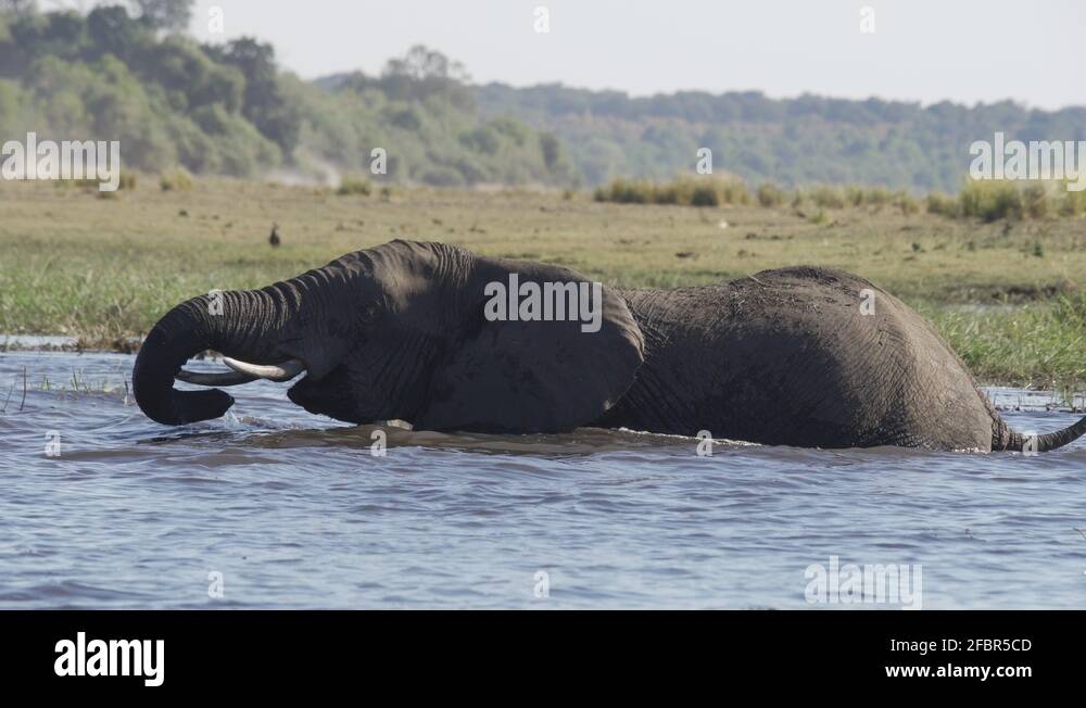 Wildlife scenery Stock Videos & Footage - HD and 4K Video Clips - Alamy