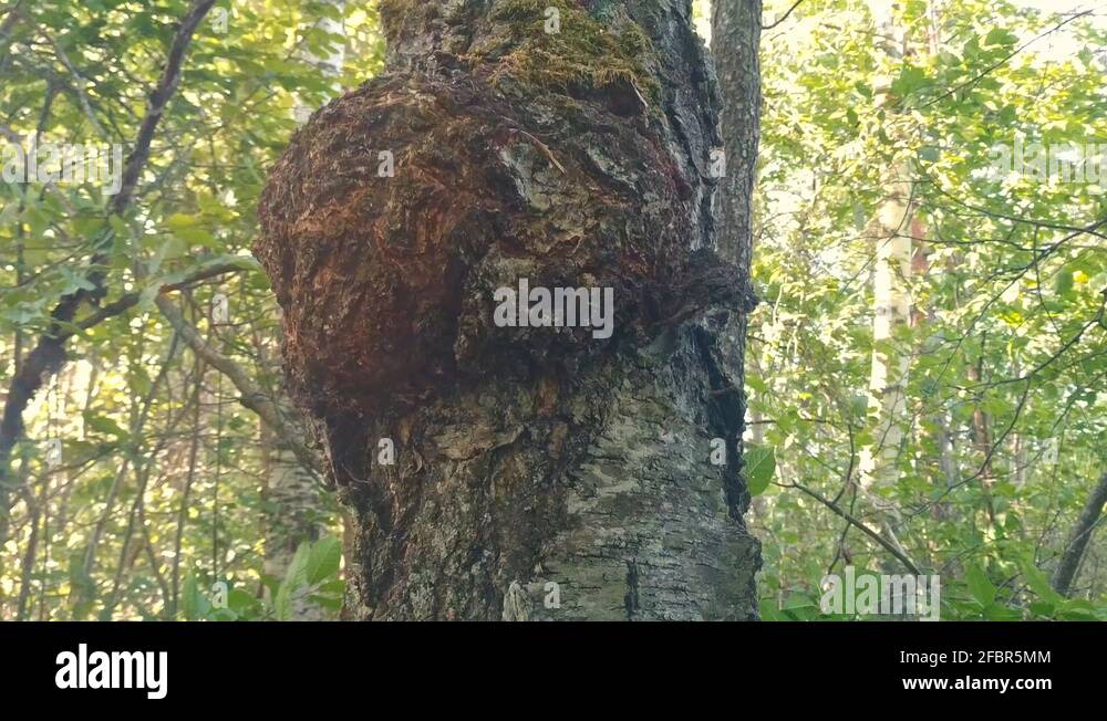 Tree growth deformed manner outgrowth burl bulged log, close up shot ...