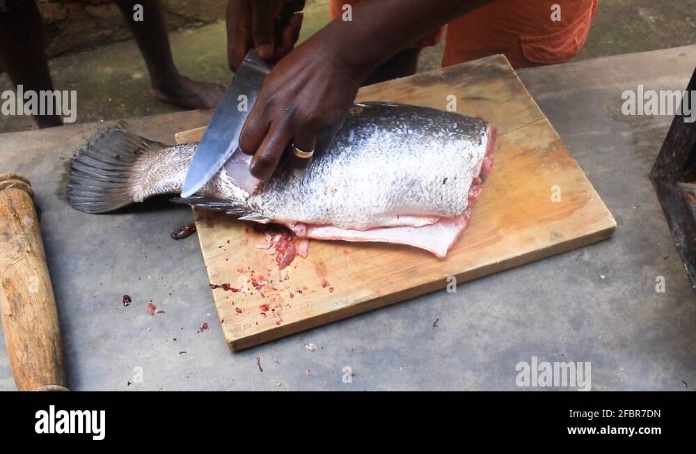 Nile perch Stock Videos & Footage - HD and 4K Video Clips - Alamy