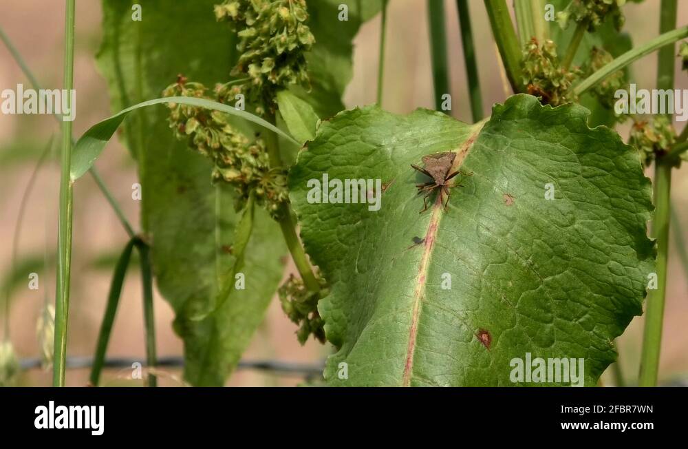 Bug triangle Stock Videos & Footage - HD and 4K Video Clips - Alamy