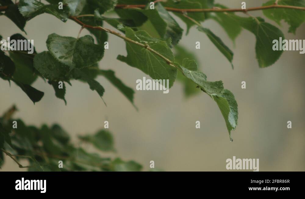 Drooping at a branch Stock Videos & Footage - HD and 4K Video Clips - Alamy