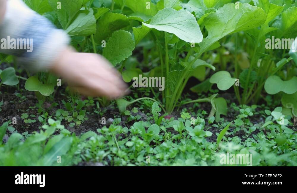 Open ground vegetable garden Stock Videos & Footage - HD and 4K Video ...