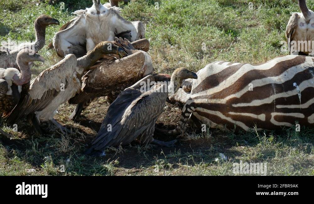 Close Up Vultures Eat Meat From The Carcass Of A Dead Zebra In The ...