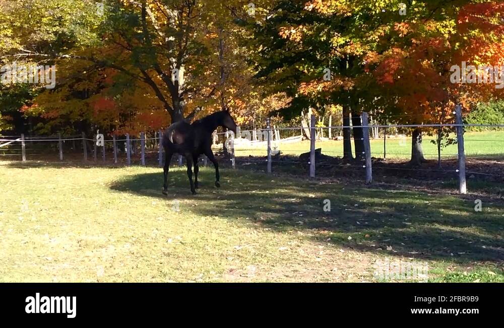 Frisky horse Stock Videos & Footage - HD and 4K Video Clips - Alamy