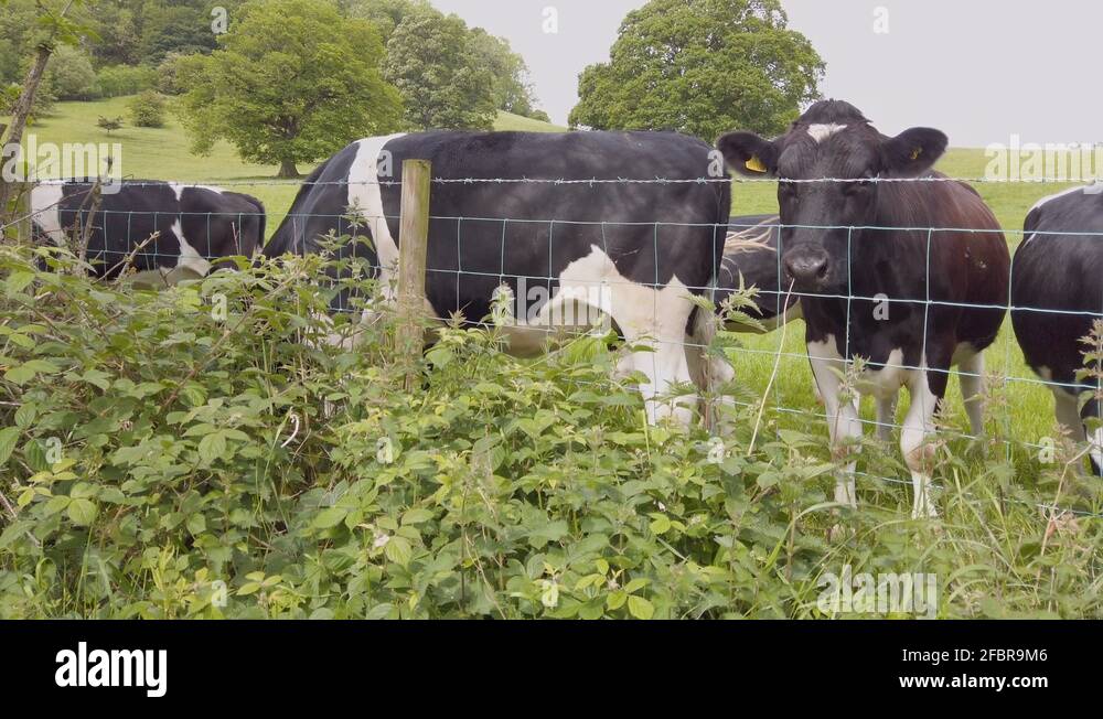 Cow looking over a fence Stock Videos & Footage - HD and 4K Video Clips ...