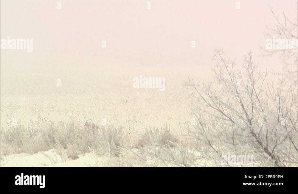 Grasses and Tree in Blinding Blizzard Stock Video Footage - Alamy