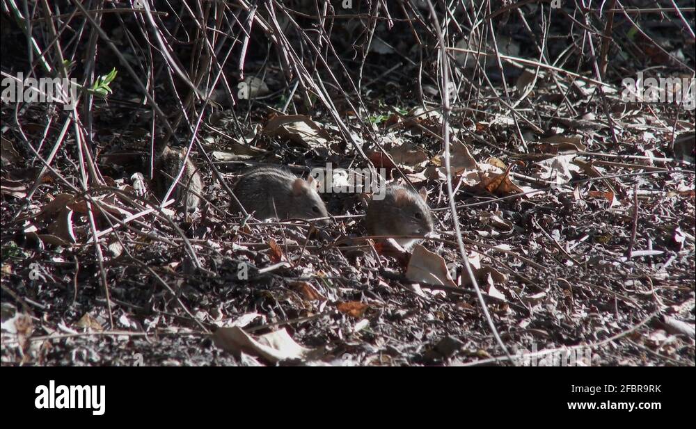 Chasing mice Stock Videos & Footage - HD and 4K Video Clips - Alamy