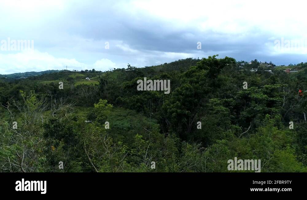 El junque national park Stock Videos & Footage - HD and 4K Video Clips ...