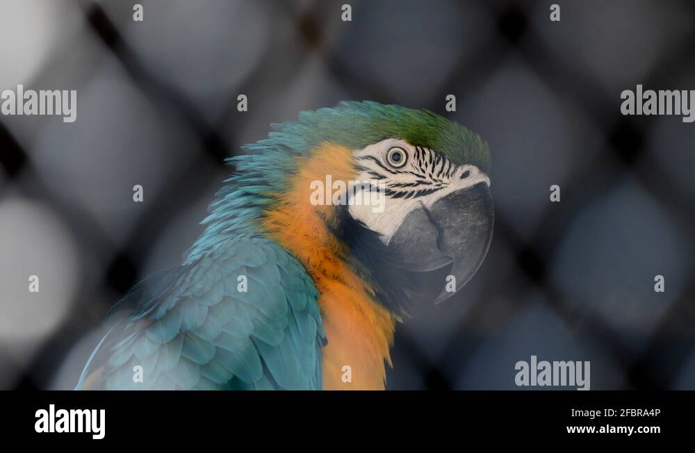 Bird case Stock Videos & Footage - HD and 4K Video Clips - Alamy