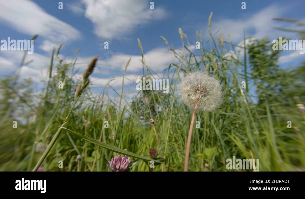 Dandelion wind Stock Videos & Footage - HD and 4K Video Clips - Alamy