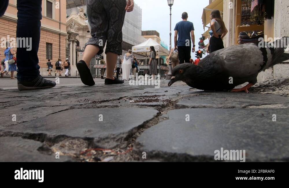 Disheveled bird Stock Videos & Footage - HD and 4K Video Clips - Alamy