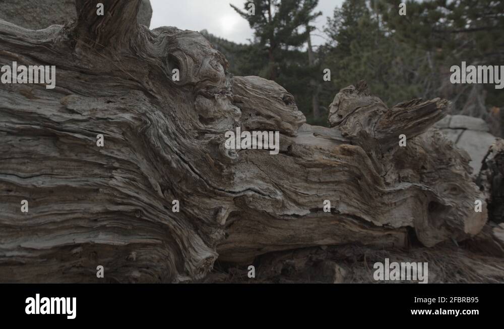 Toppled tree trunk Stock Videos & Footage - HD and 4K Video Clips - Alamy