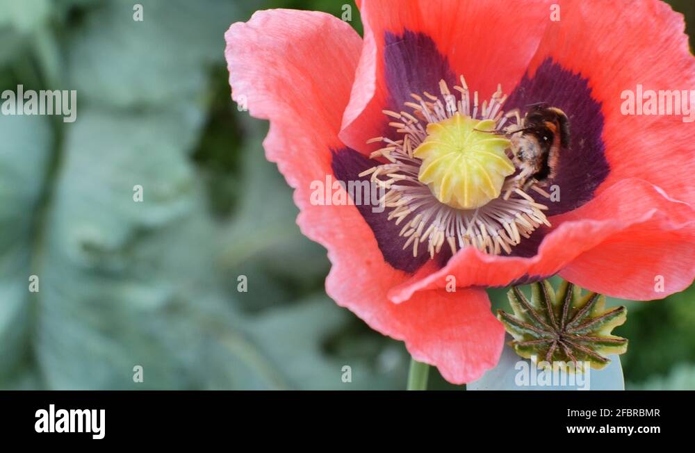 Inside poppy petals Stock Videos & Footage - HD and 4K Video Clips - Alamy