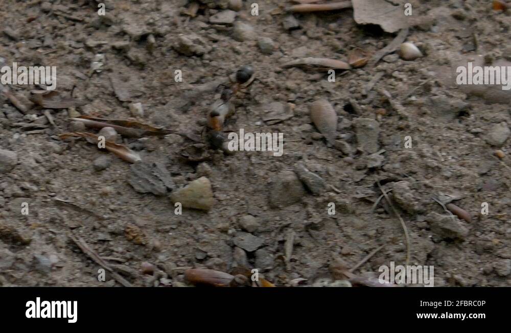 Ant carrying a larva or pupa Stock Videos & Footage - HD and 4K Video ...