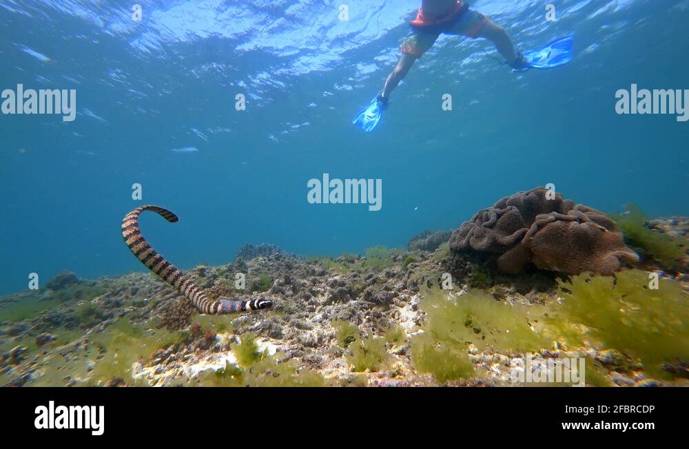 Venomous sea snake Stock Videos & Footage - HD and 4K Video Clips - Alamy