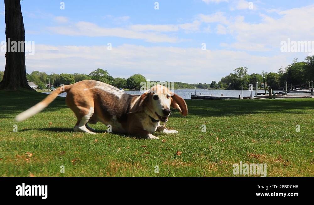 Dog tail wagging motion Stock Videos & Footage - HD and 4K Video Clips ...