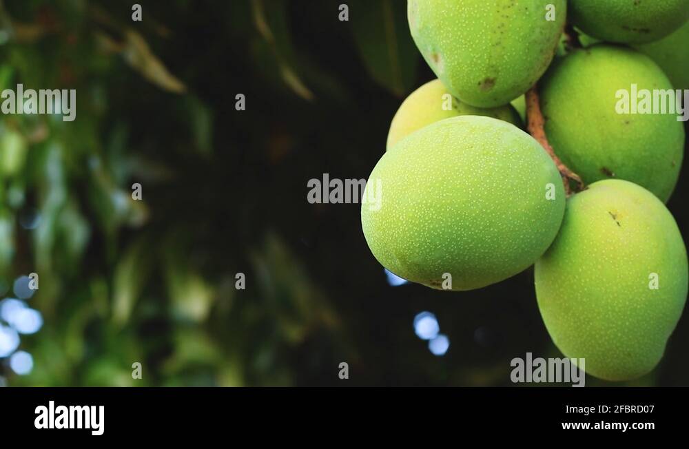 The mango tree Stock Videos & Footage - HD and 4K Video Clips - Alamy