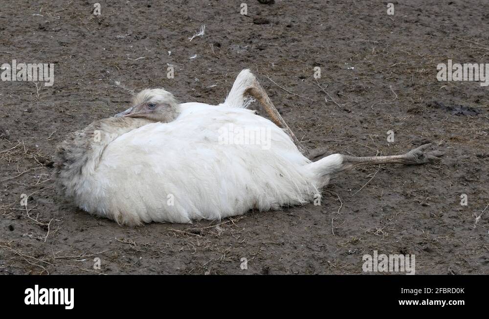 American rhea common rhea rhea Stock Videos & Footage - HD and 4K Video ...