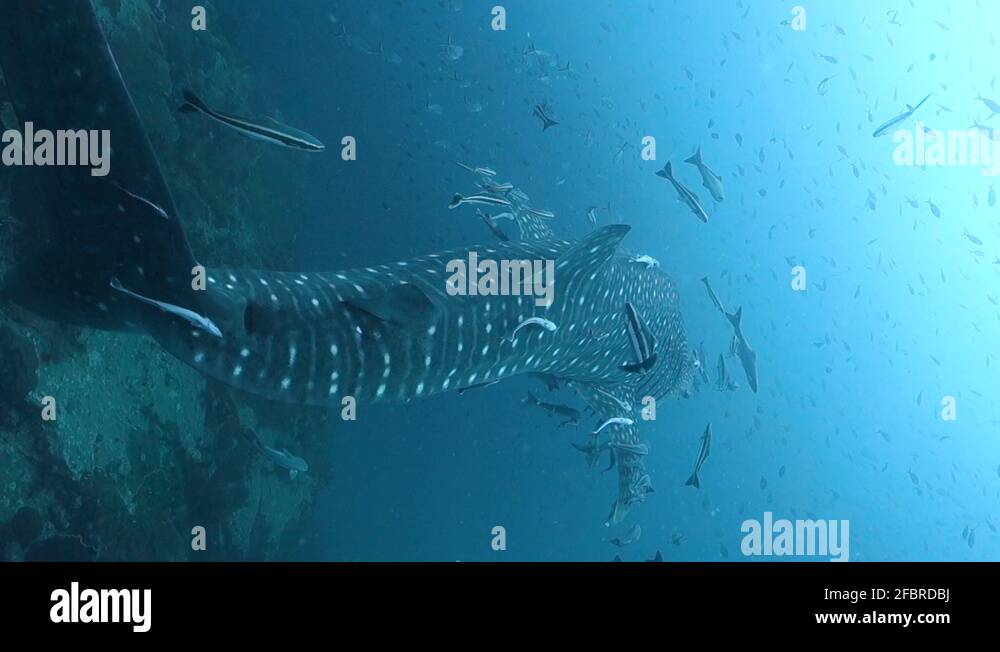 Vertical view of a whale shark swimming over a dive site in the Gulf of ...