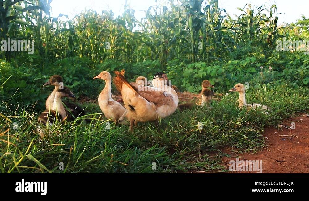Mama duck Stock Videos & Footage - HD and 4K Video Clips - Alamy