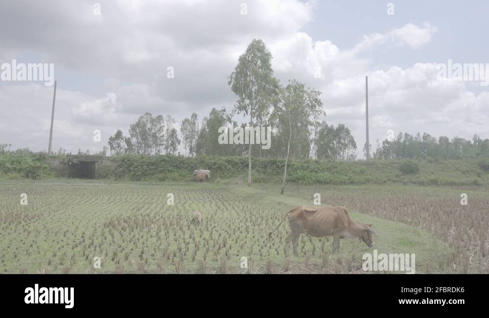 A cow is eating grass in a roadside paddy field after the crops has ...