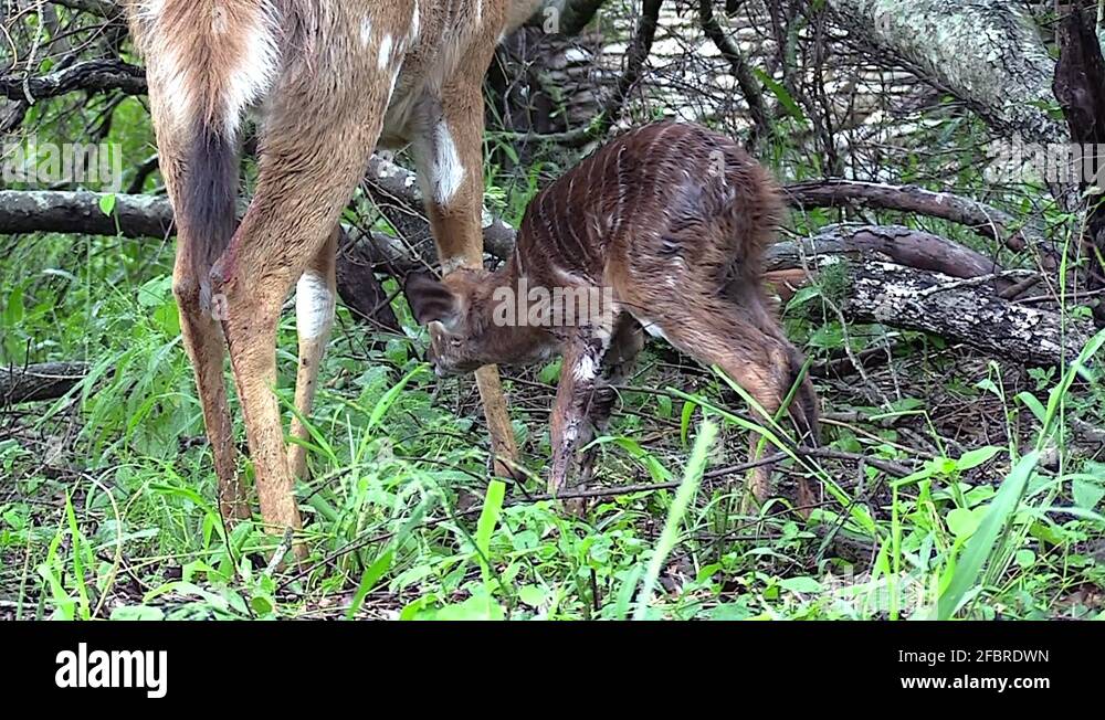 Antelope feet Stock Videos & Footage - HD and 4K Video Clips - Alamy