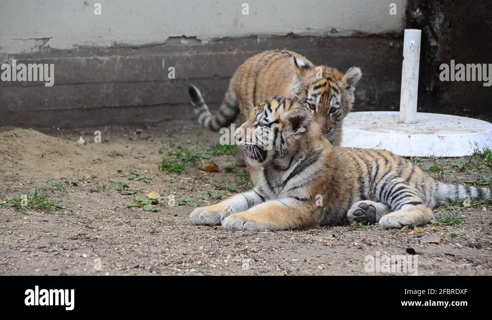 Tiger cubs Stock Videos & Footage - HD and 4K Video Clips - Alamy