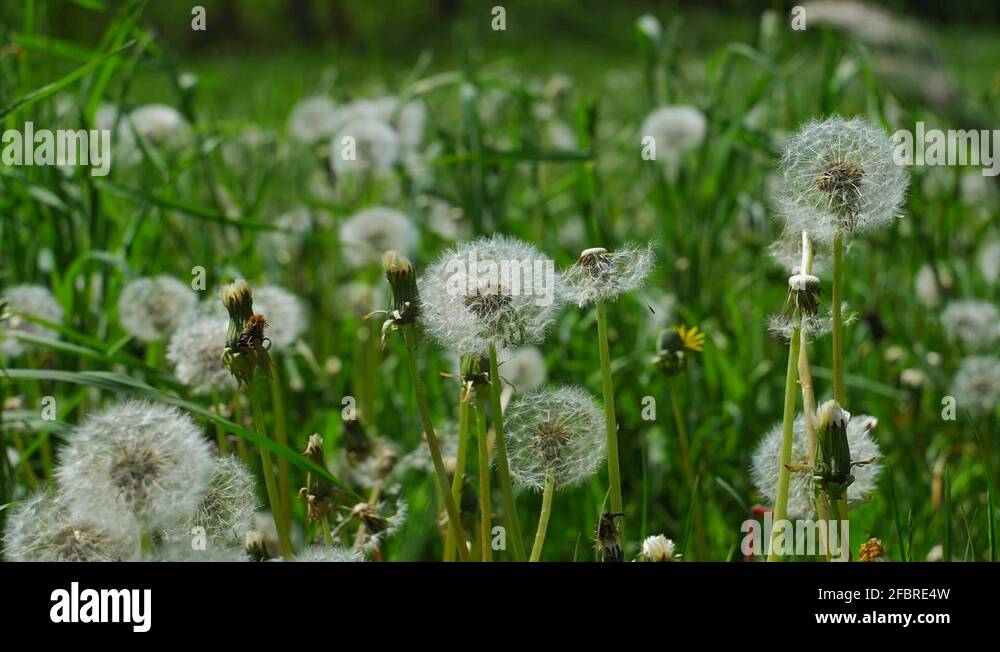 Puff ball seeds Stock Videos & Footage - HD and 4K Video Clips - Alamy