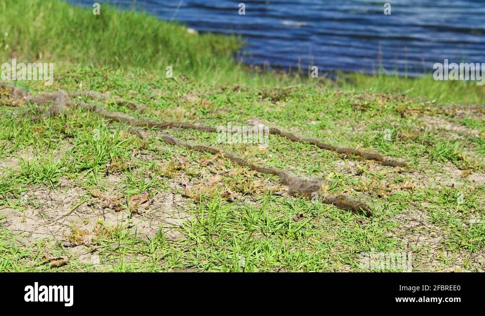 Conga line Stock Videos & Footage - HD and 4K Video Clips - Alamy