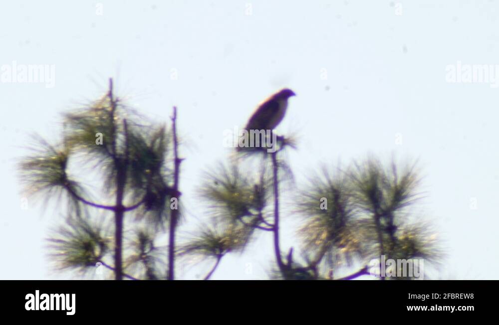 White feather from large bird Stock Videos & Footage - HD and 4K Video ...