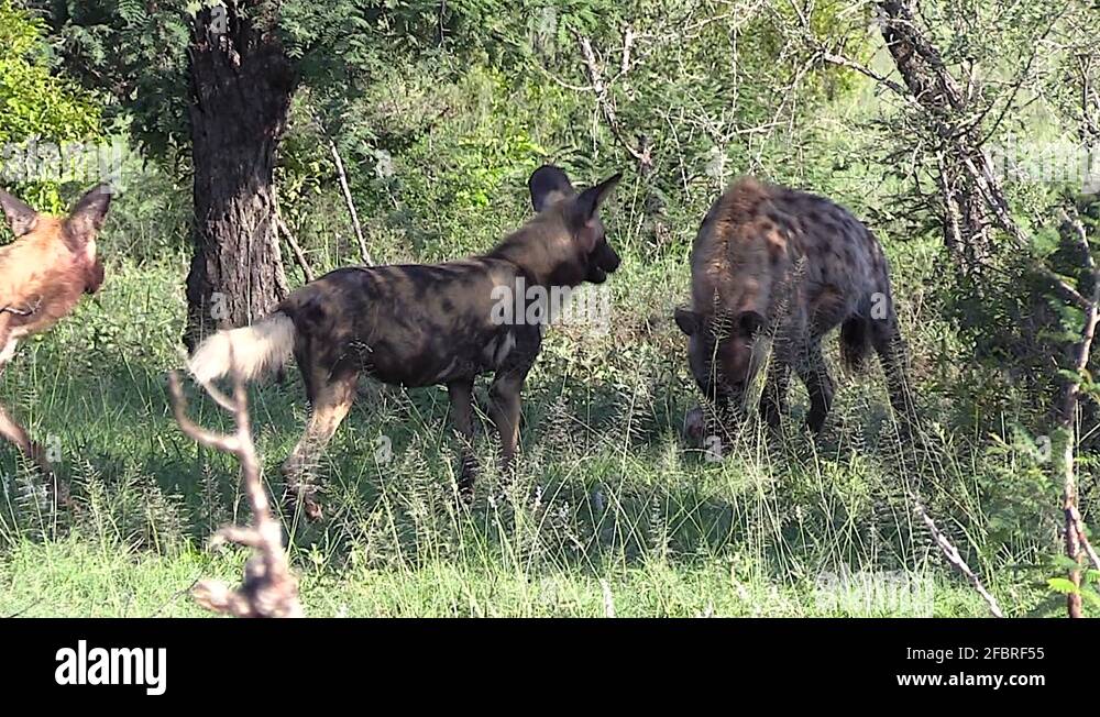 Spotted Hyena And African Wild Dogs Fight Over Food Stock Video Footage ...