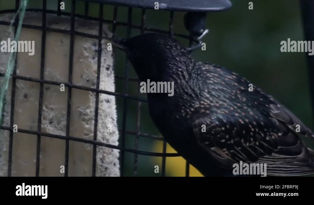 European starling drawing Stock Videos & Footage - HD and 4K Video ...
