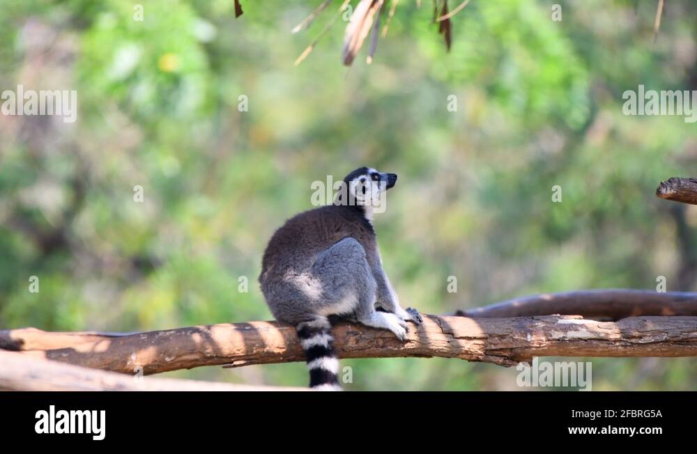 Lemur ring tailed lemurs Stock Videos & Footage - HD and 4K Video Clips ...