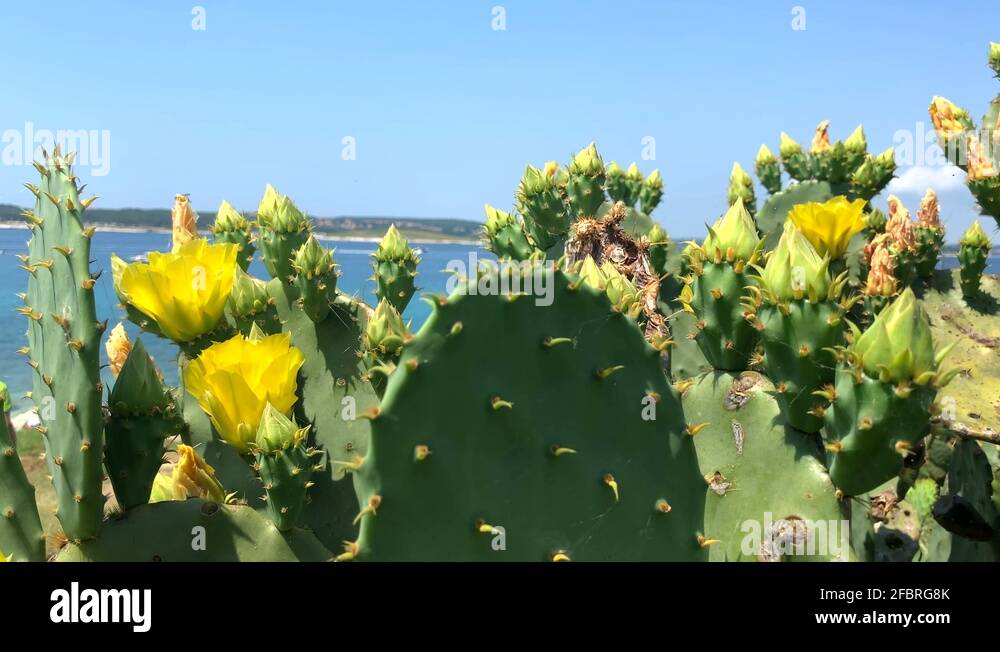 Flora plant croatia Stock Videos & Footage - HD and 4K Video Clips - Alamy