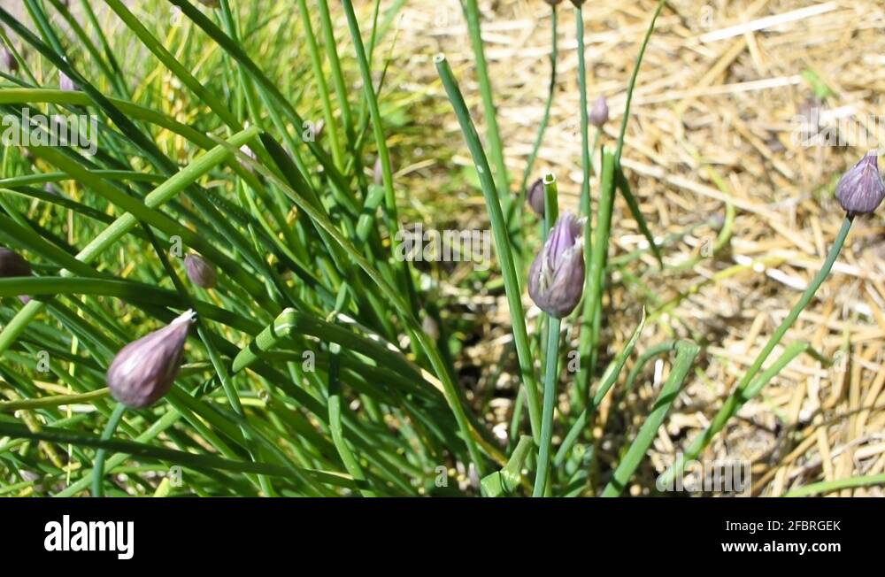 Medieval dish Stock Videos & Footage - HD and 4K Video Clips - Alamy