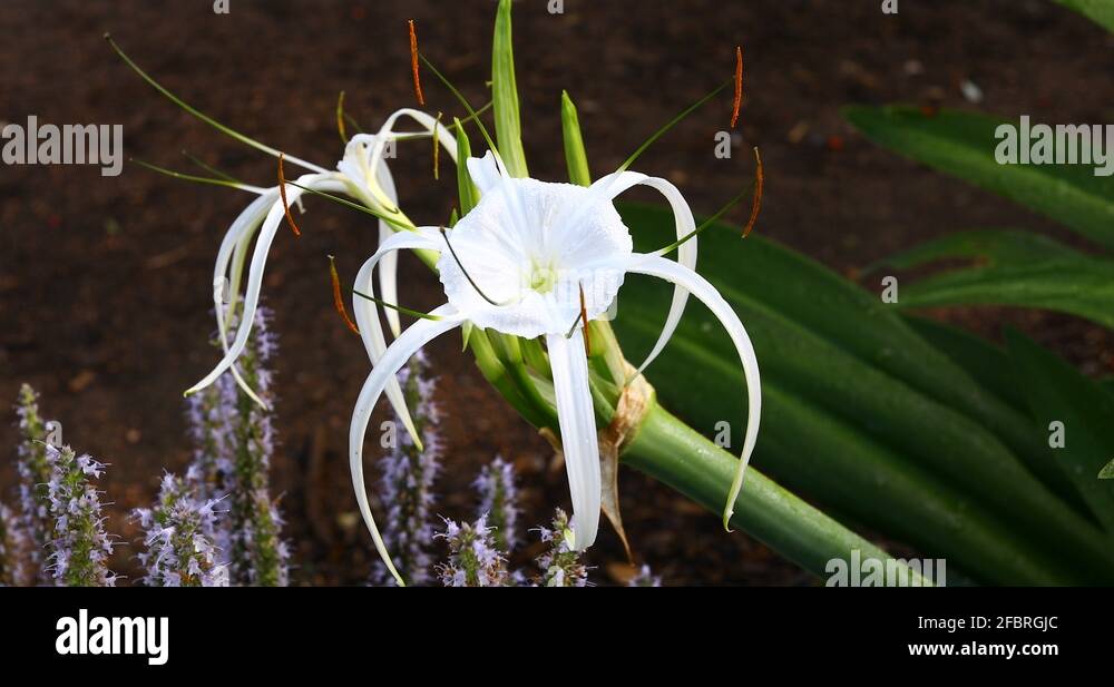 Alligator lily Stock Videos & Footage - HD and 4K Video Clips - Alamy