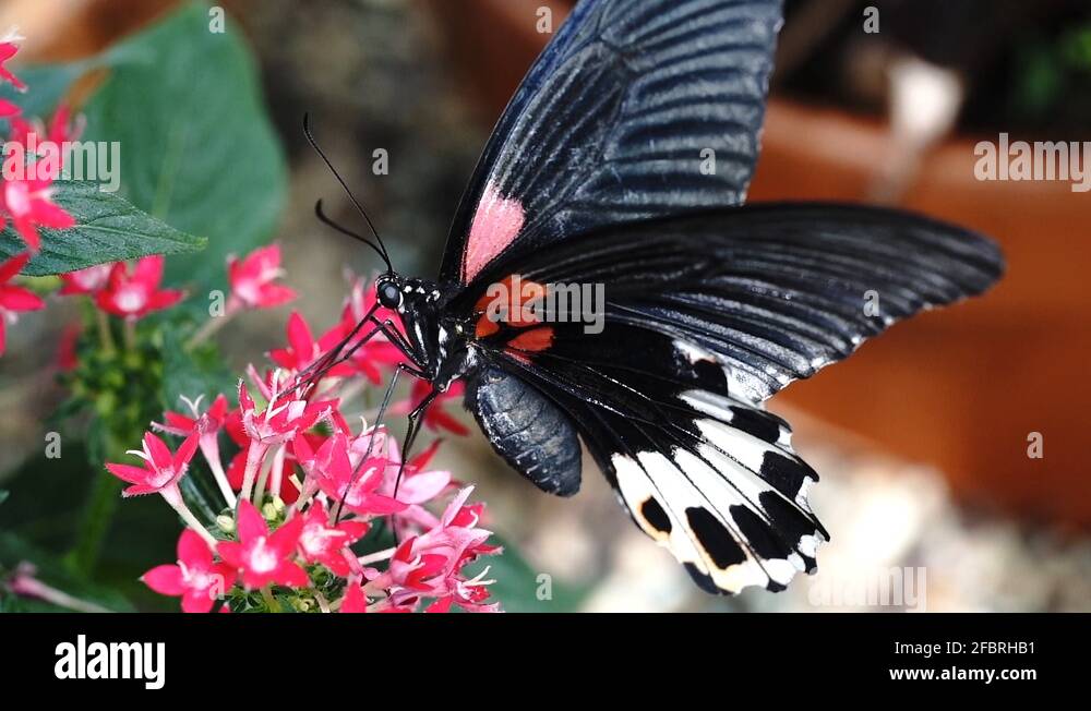 Red spotted swallowtail Stock Videos & Footage - HD and 4K Video Clips ...