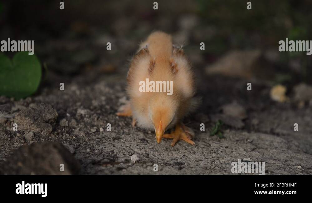 Adorable insects Stock Videos & Footage - HD and 4K Video Clips - Alamy