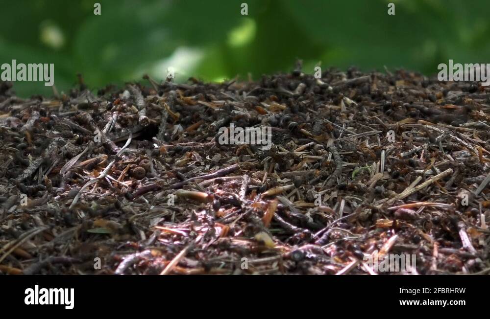 Details of ant nest, ants working to build ant colony, anthill, carry ...