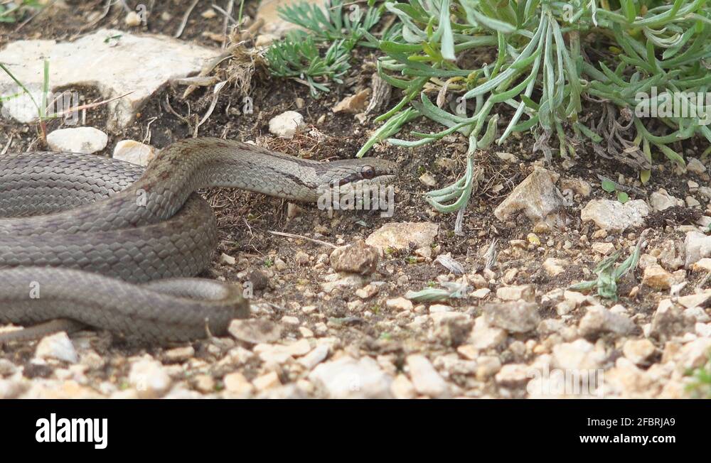 Body curled Stock Videos & Footage - HD and 4K Video Clips - Alamy